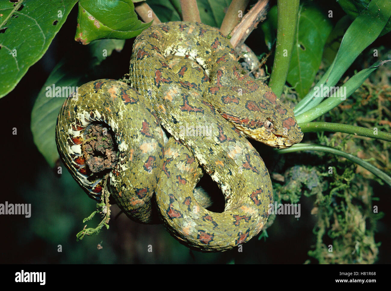 Eyelash Viper (Bothriechis schlegelii) venomous green morph coiled ...