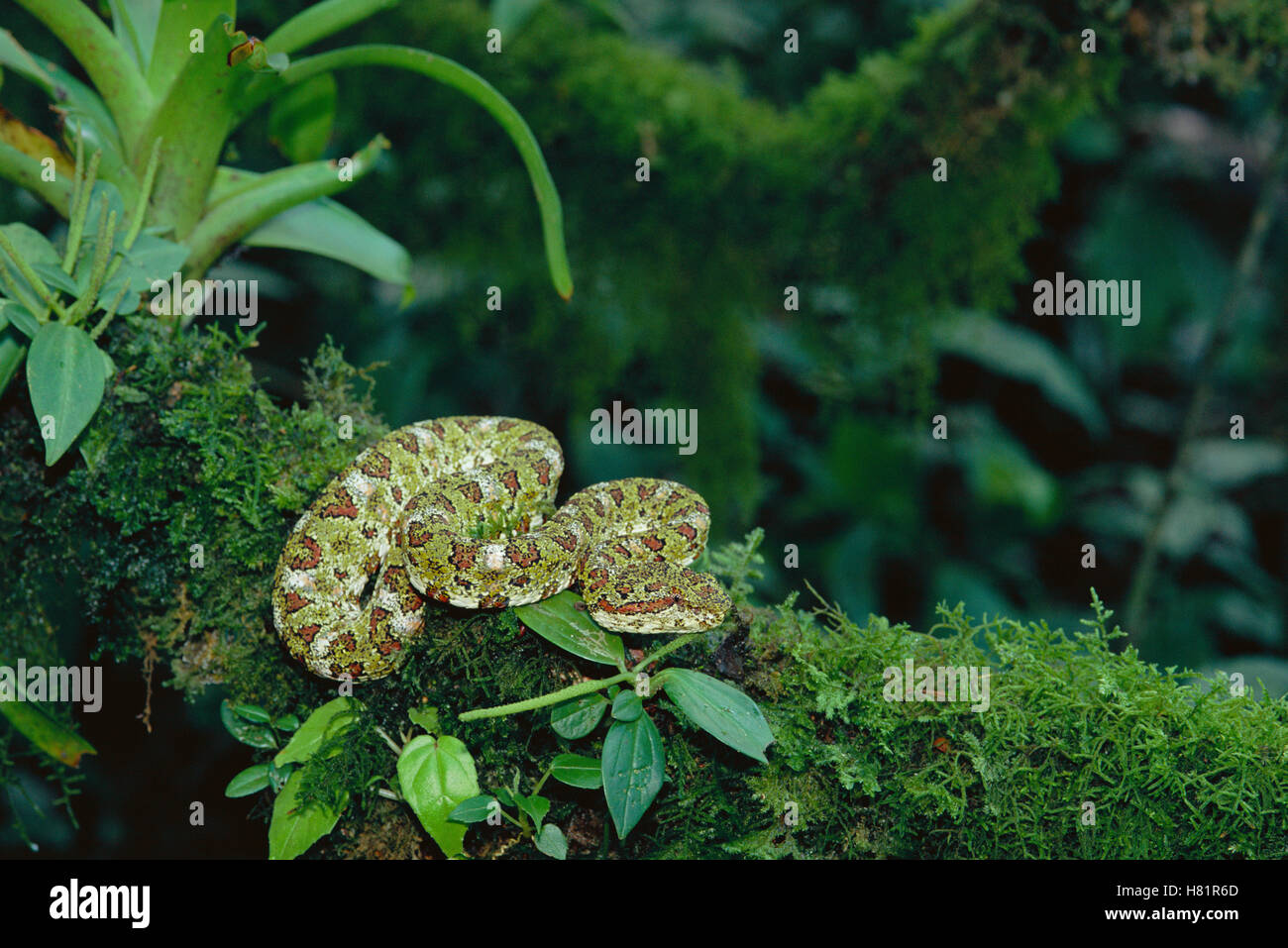 Eyelash Viper (Bothriechis schlegelii) venomous green morph coiled ...
