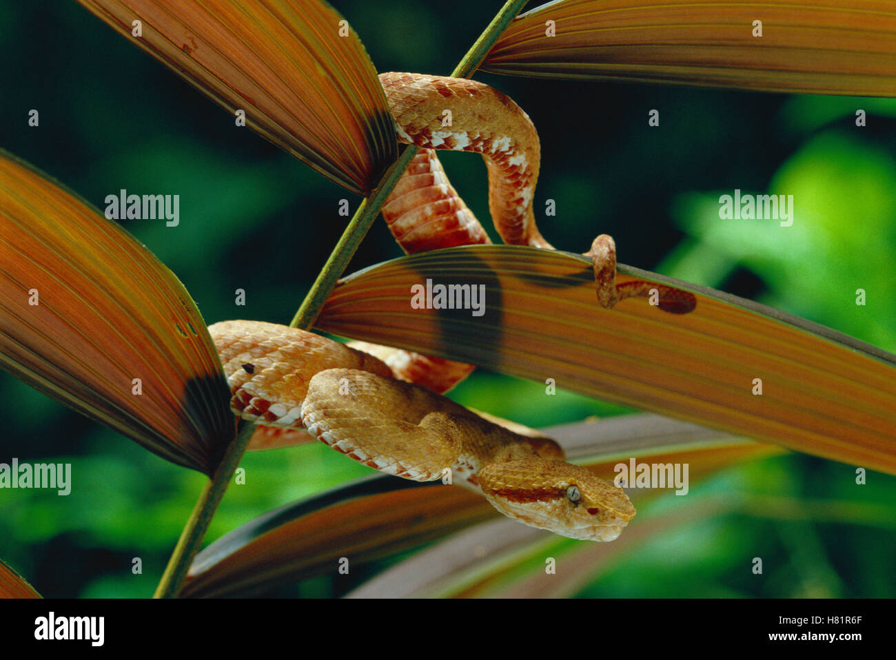 Eyelash Viper (Bothriechis schlegelii) venomous gold morph, Costa Rica ...