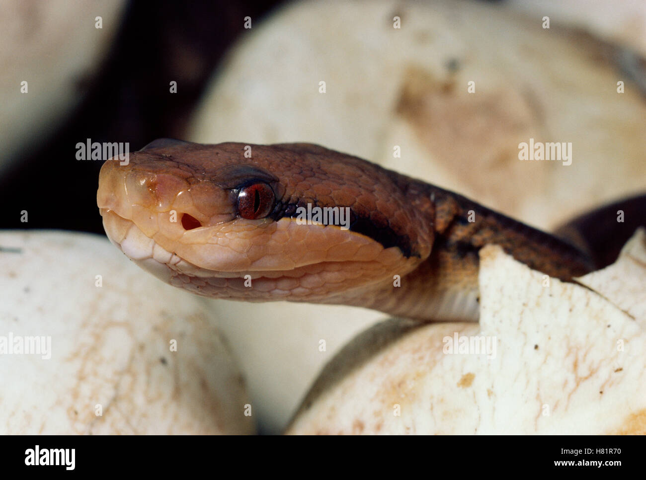 Bushmaster (Lachesis muta) baby hatching from egg, lowland rainforest ...