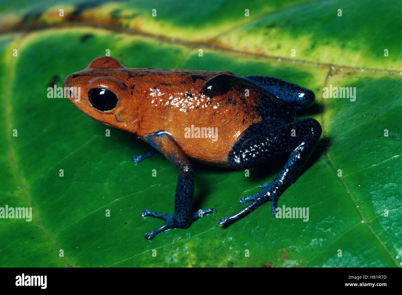 Strawberry Poison Dart Frog (Oophaga pumilio) female carrying tadpole ... Strawberry Poison Dart Frog (Oophaga pumilio) female carrying tadpole ...