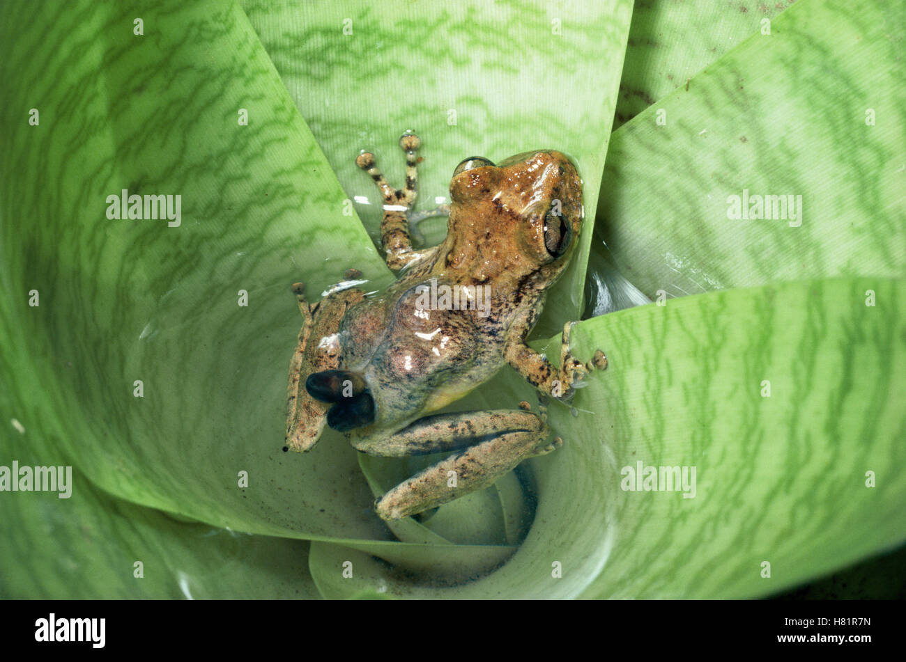 Pygmy Marsupial Frog (Flectonotus pygmaeus) female releasing tadpoles ...