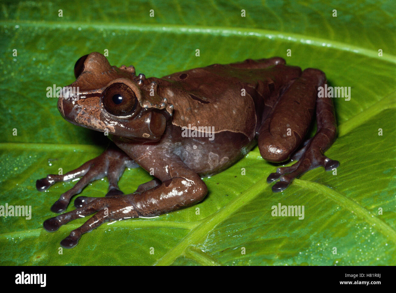 Crowned Frog (Anotheca spinosa) on leaf in cloud forest, Costa Rica ...