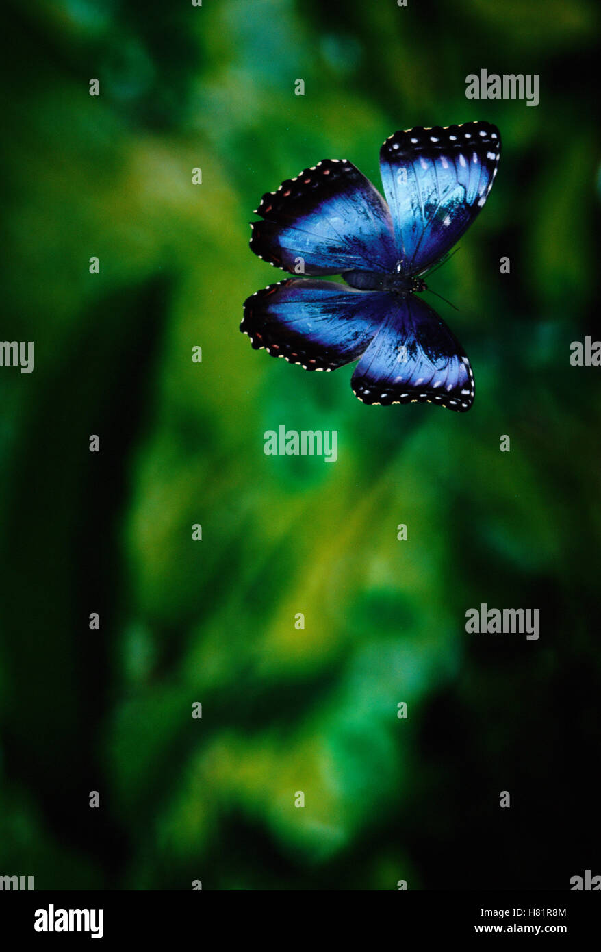 Blue Morpho (Morpho peleides) butterfly flying in cloud forest, Costa ...