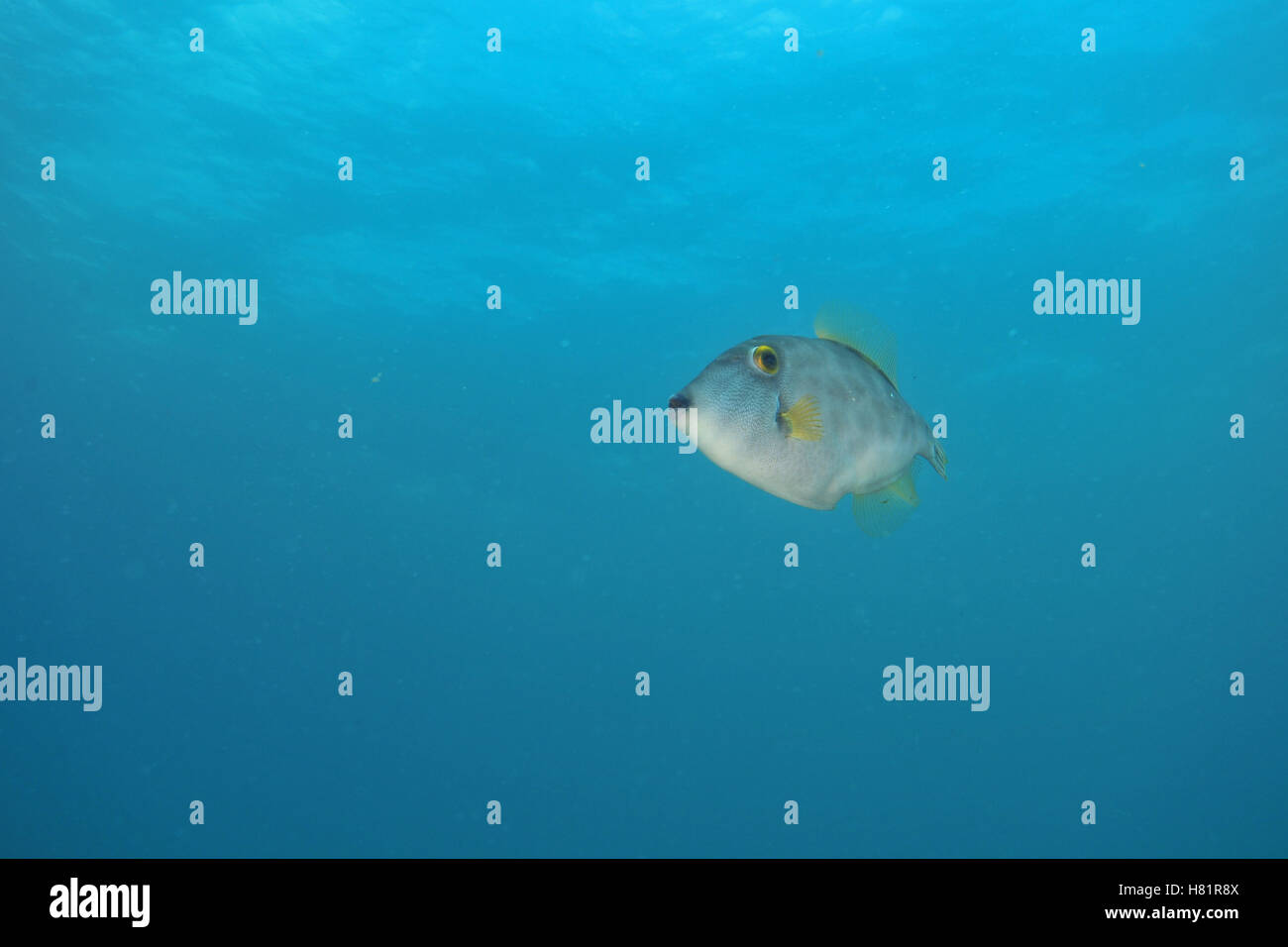 Leatherjacket fish hi-res stock photography and images - Alamy
