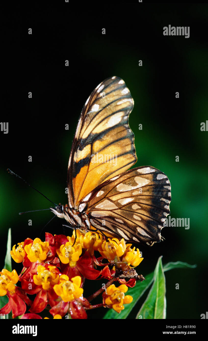 Silverspot Butterfly (Dione juno) feeding on and pollinating Heliconia ...