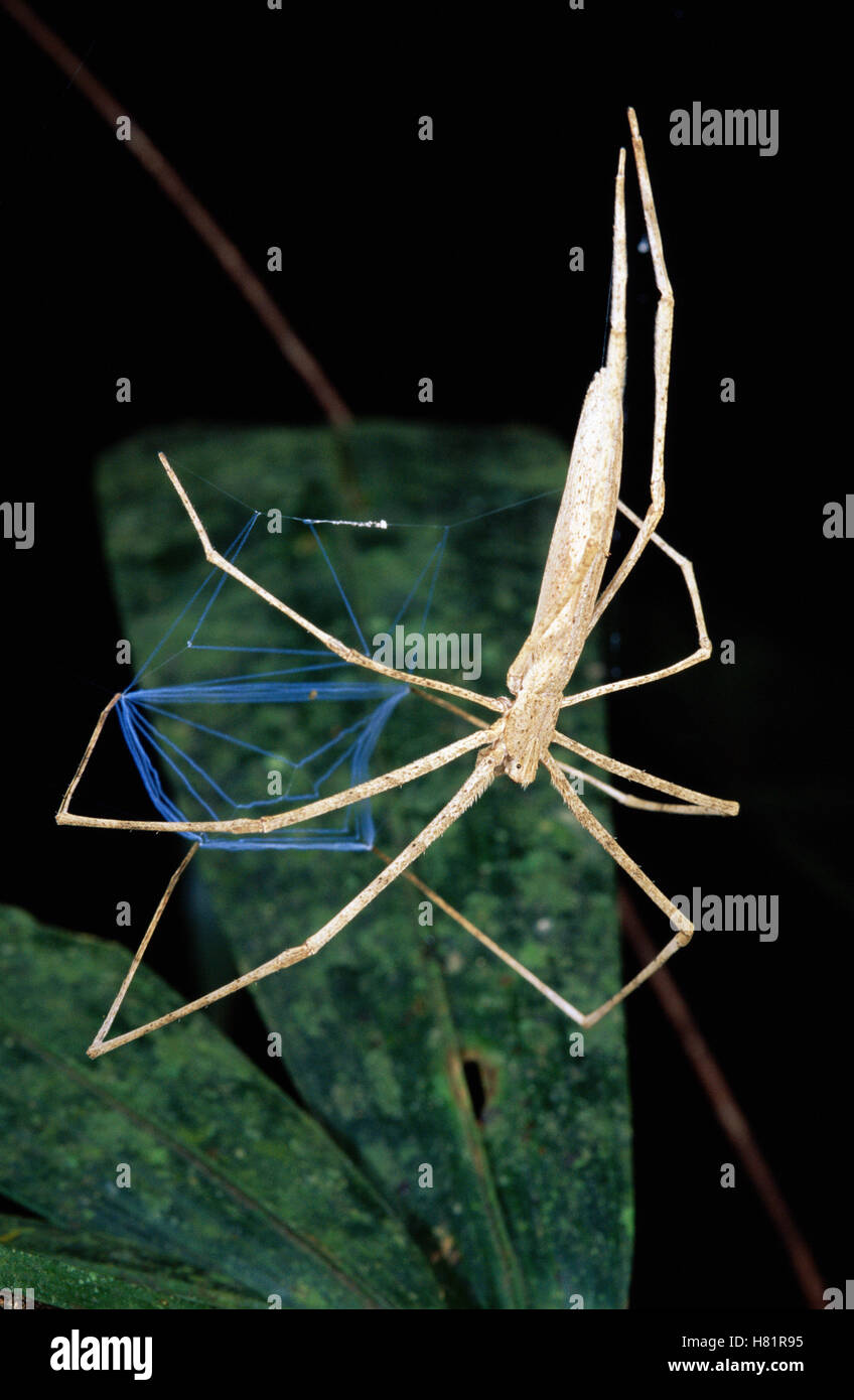 Ogre-faced Spider (Deinopis sp) in rainforest, Costa Rica Stock Photo ...