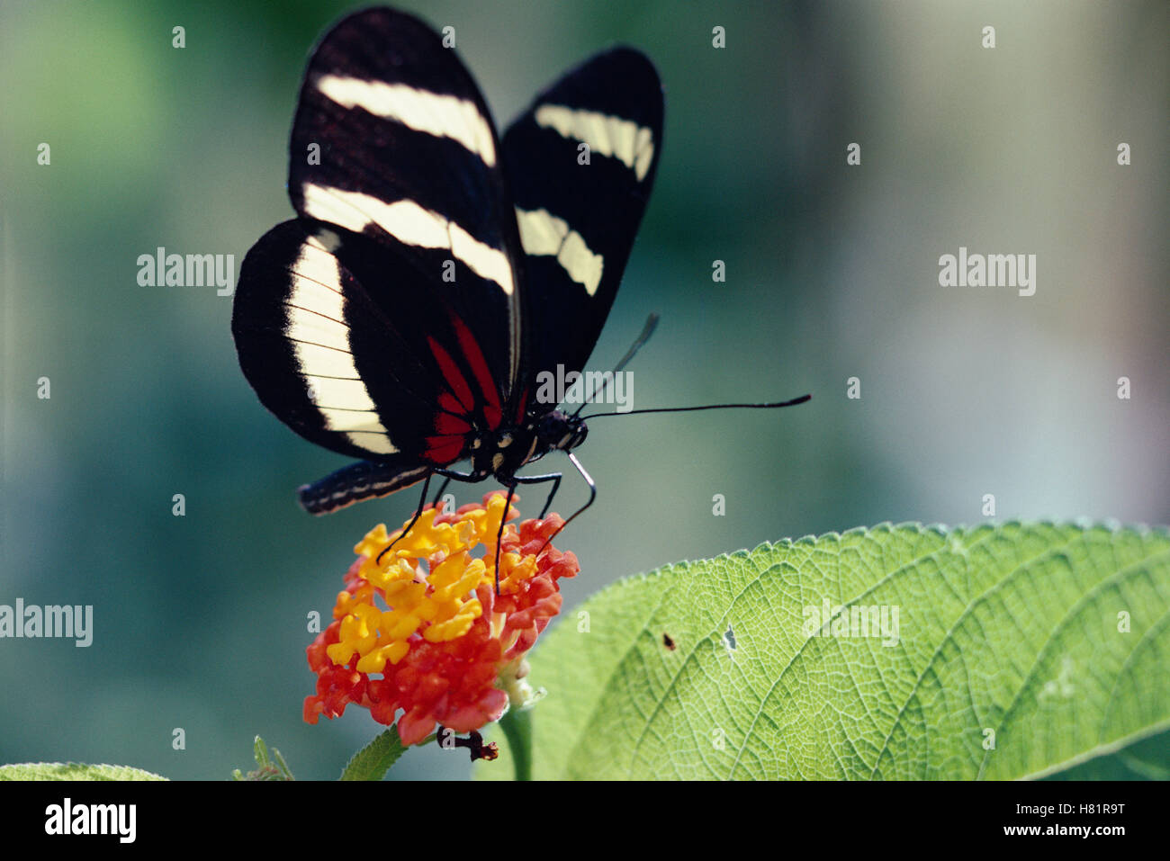 Heliconius Butterfly (Heliconius hewitsoni) feeding on Lantana flowers ...