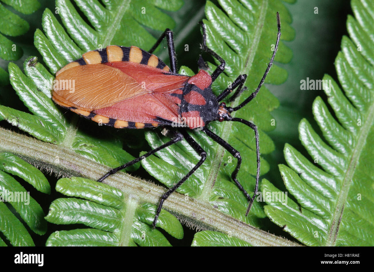 Assassin Bug (Reduviidae) in the rainforest, Costa Rica Stock Photo - Alamy