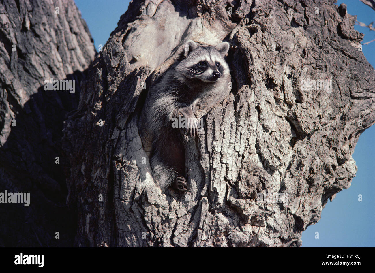 Raccoon (Procyon lotor) in cottonwood tree, Chihuahuan Desert, Mexico ...
