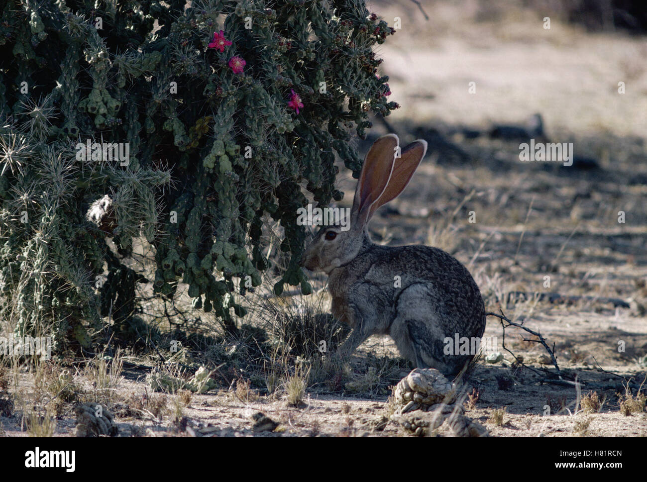 Antelope Jackrabbit (Lepus alleni) in shade of cactus, Sonoran Desert ...