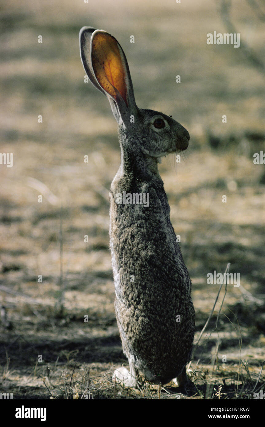 Antelope Jackrabbit (Lepus alleni) standing alert, Sonoran Desert ...