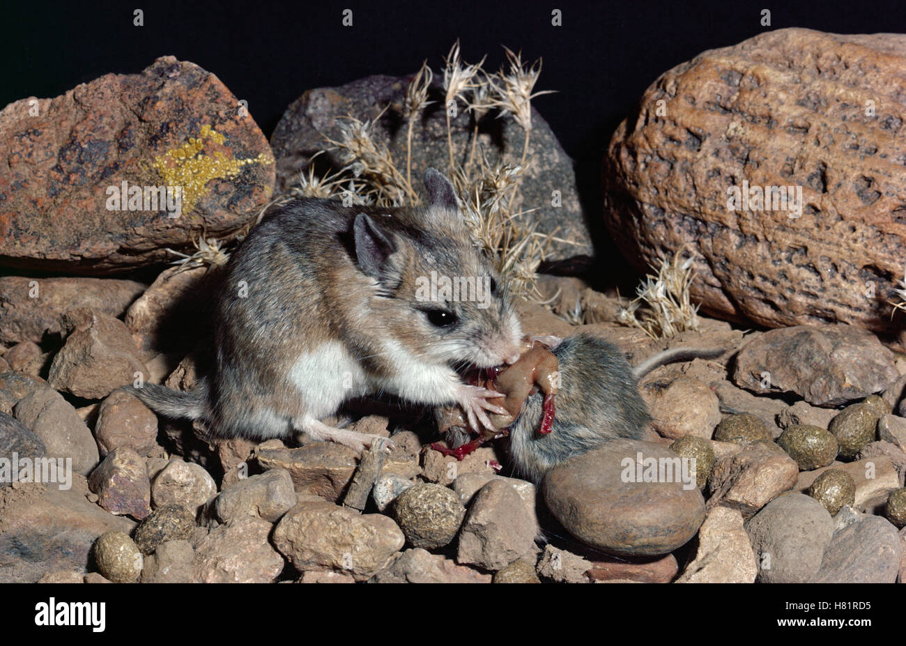 Southern Grasshopper Mouse (Onychomys torridus) feeding on Harvest ...