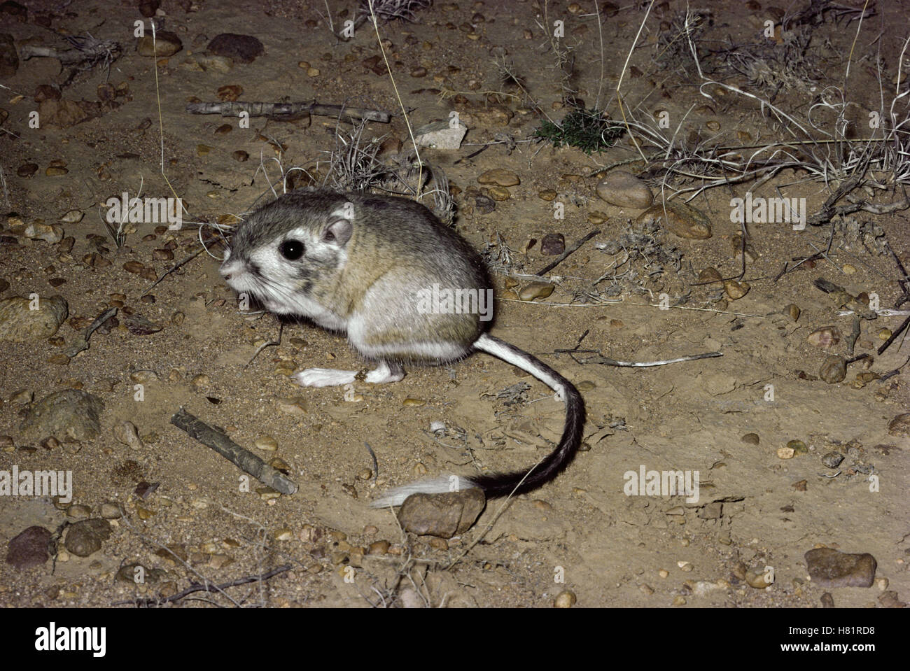 Bannertail Kangaroo Rat (Dipodomys spectabilis) in the desert ...