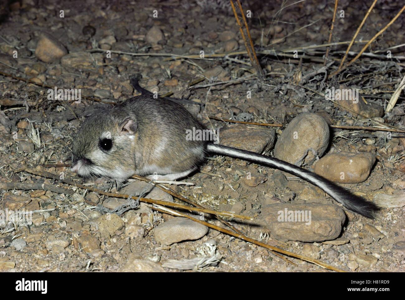 Ord's Kangaroo Rat (Dipodomys ordii) occurs in desert habitats from ...