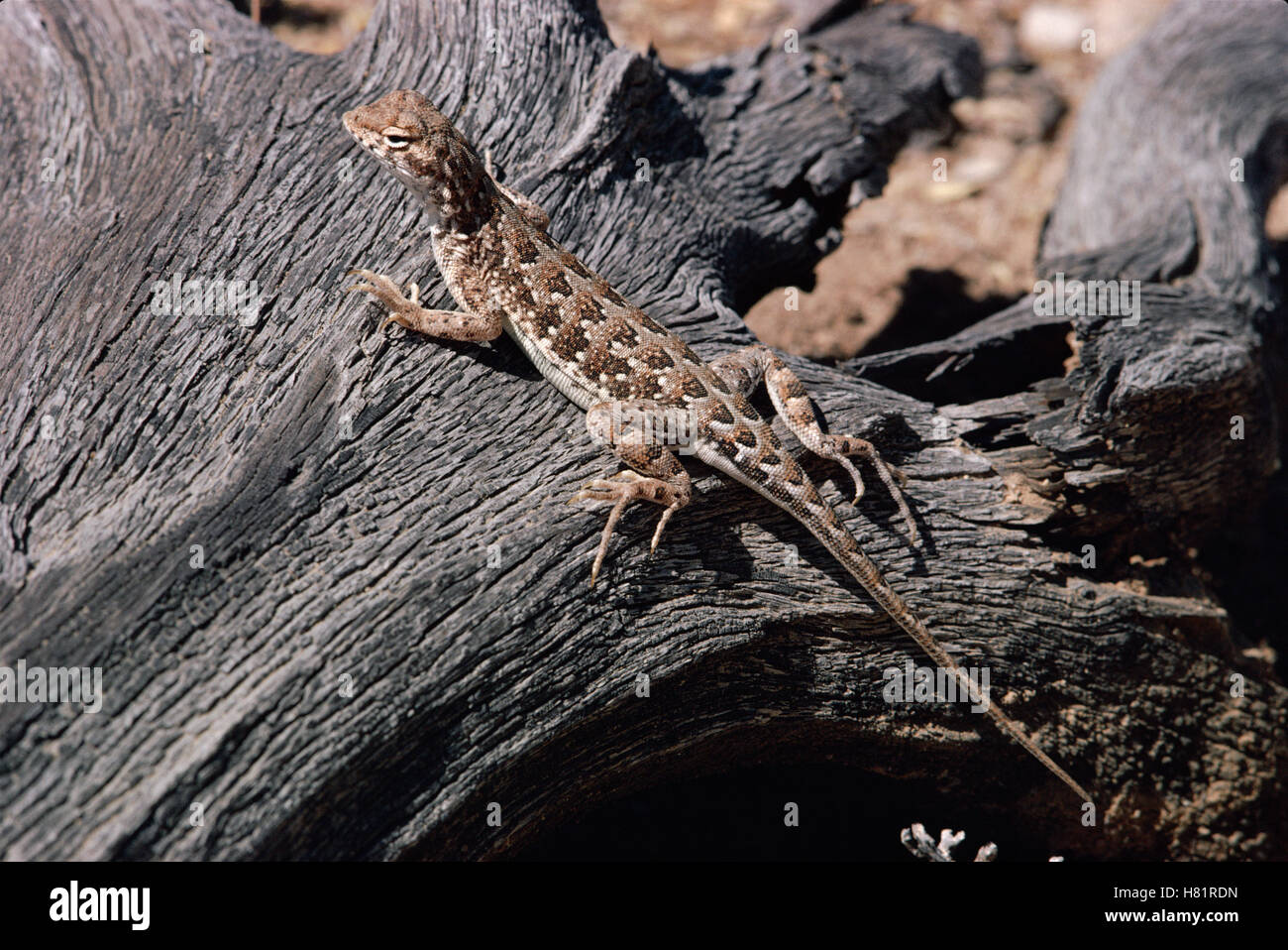 Lesser Earless Lizard (Holbrookia maculata) deserts of USA and Mexico ...