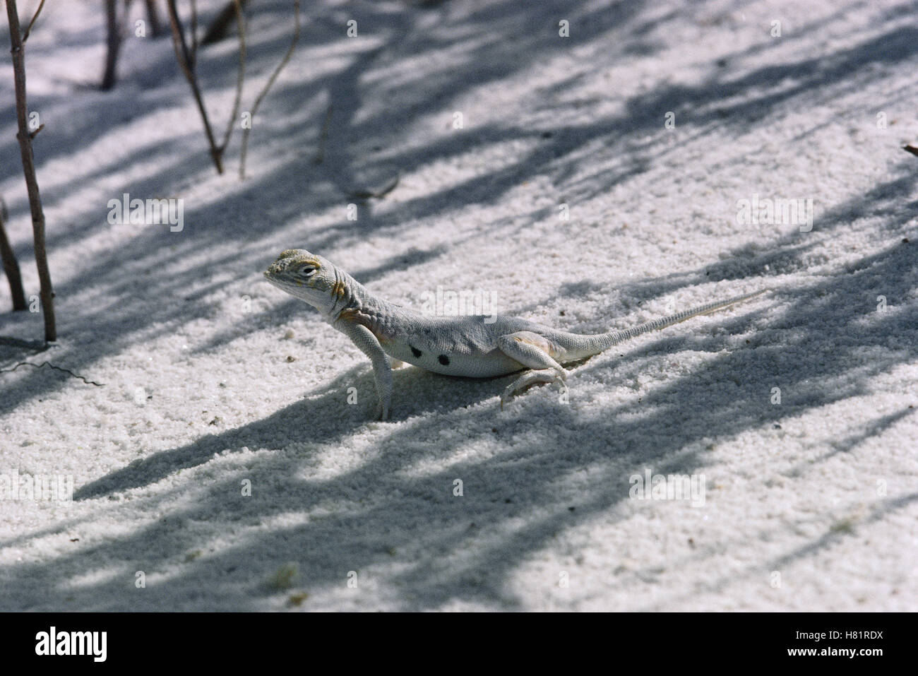 Lesser Earless Lizard (Holbrookia maculata) camouflaged against white ...