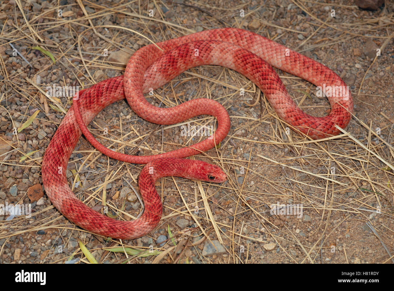 Coachwhip (Masticophis flagellum) widespread snake with many color ...