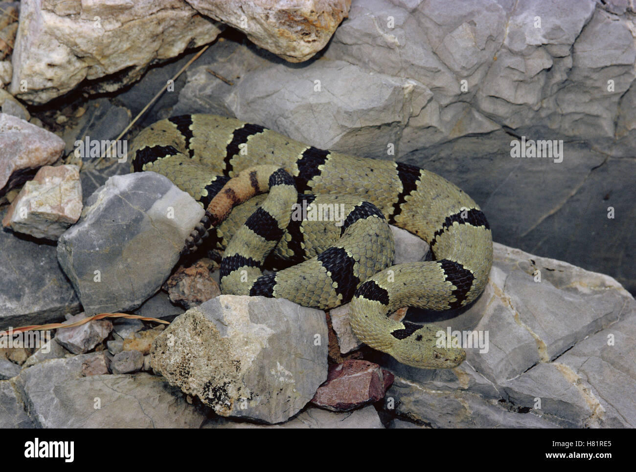 Banded Rock Rattlesnake (Crotalus lepidus klauberi), Chiricahua ...