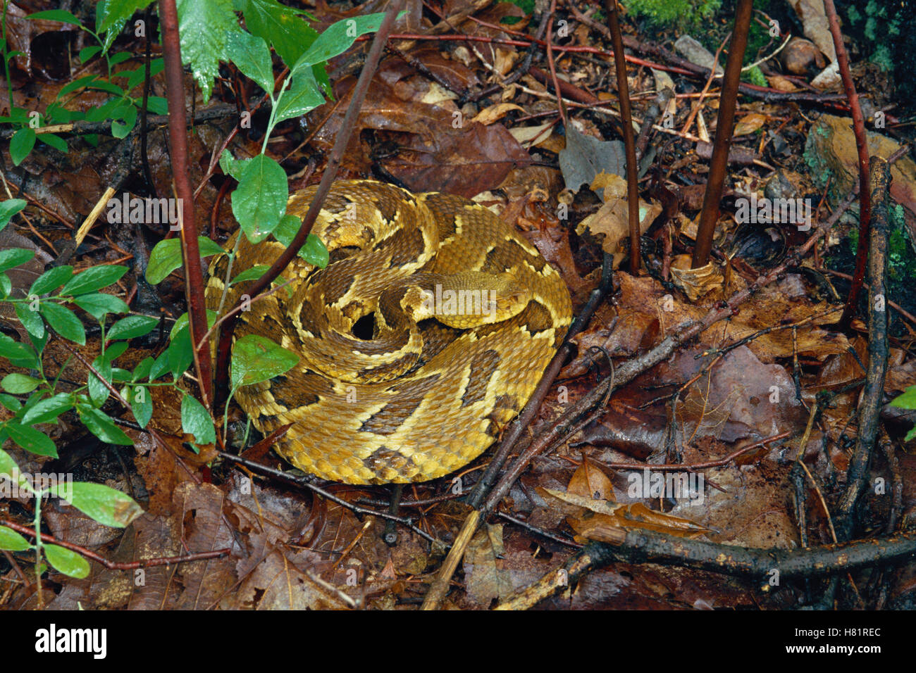 Timber Rattlesnake (Crotalus horridus) coiled on ground among leaf ...