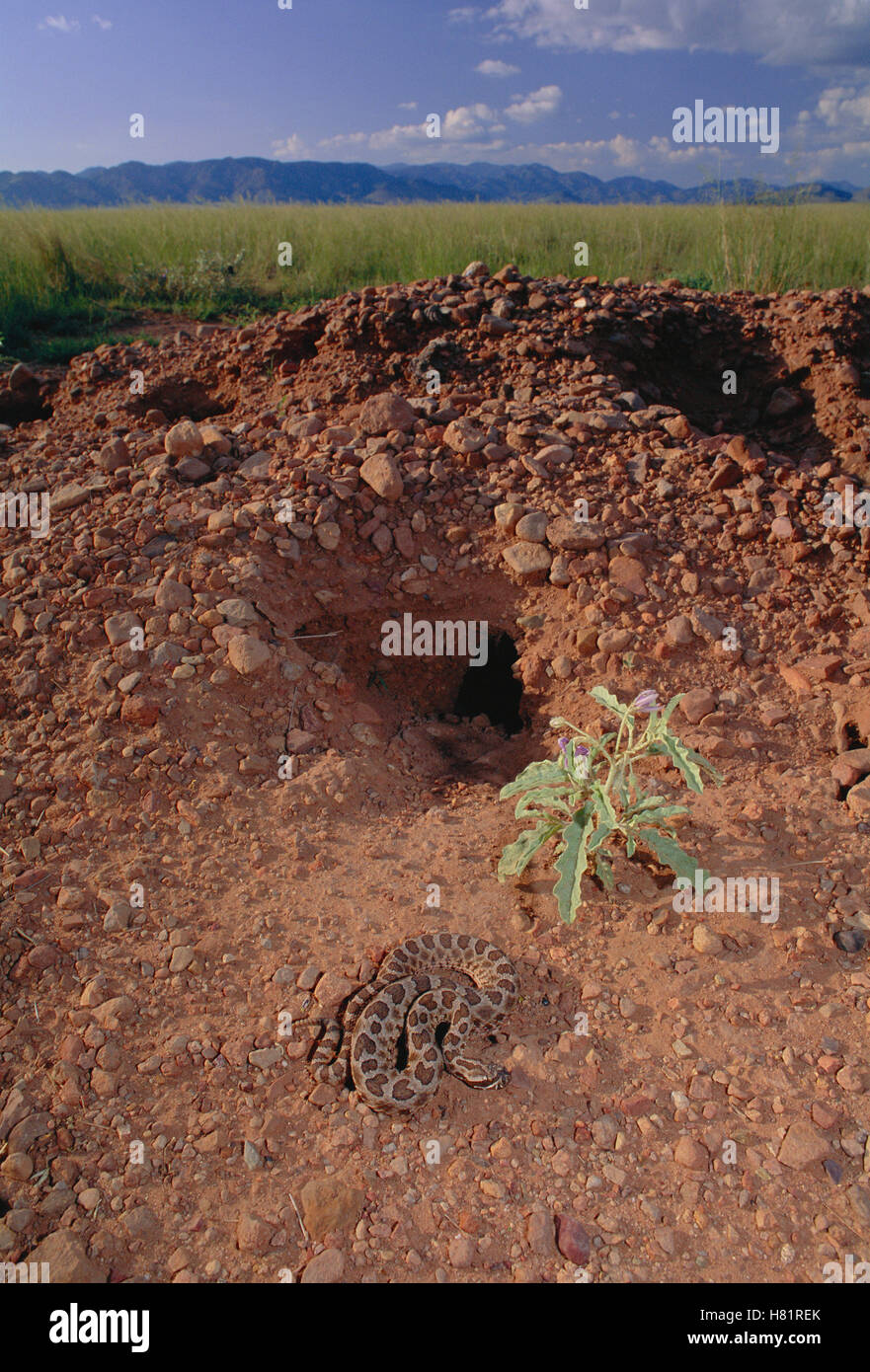 Massasauga (Sistrurus catenatus) at burrow of Bannertail Kangaroo Rat ...