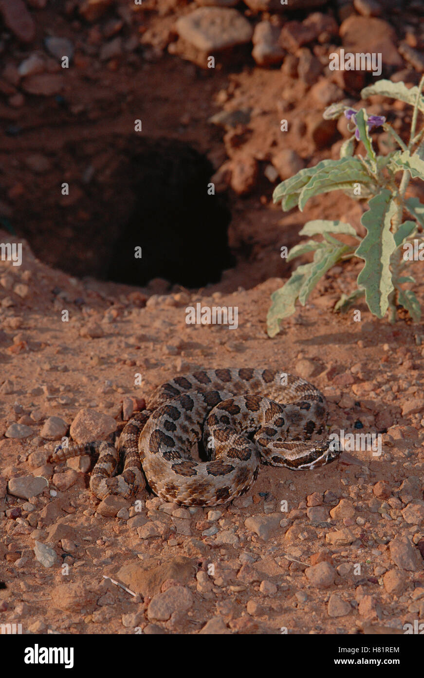 Massasauga (Sistrurus catenatus) at burrow of Bannertail Kangaroo Rat ...