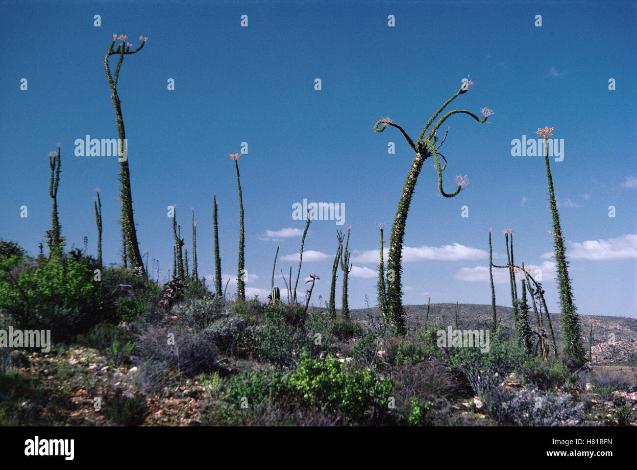 Boojum Tree (Idria columnaris) cluster, Baja California, Mexico Stock ...