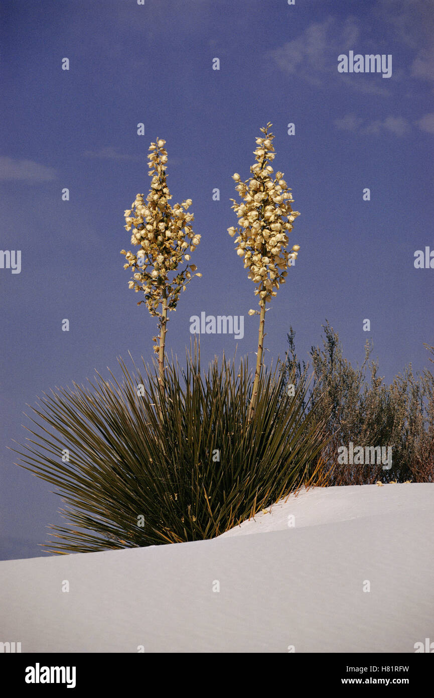 Soaptree Yucca (Yucca elata) flowering on gypsum dunes, White Sands ...