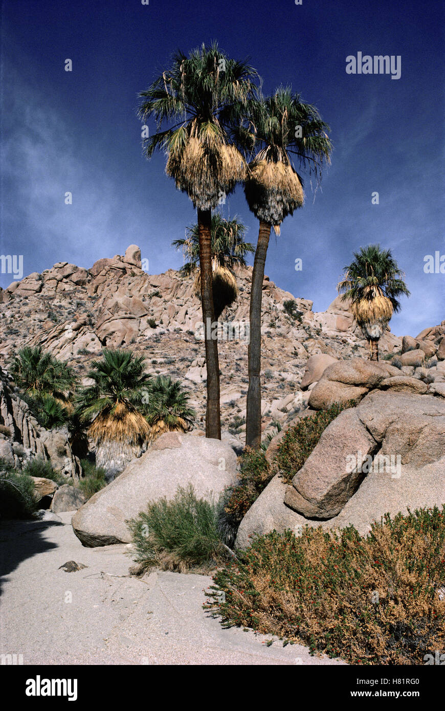 Real Fan Palm (Hyphaene petersiana) trees, Lost Palms Oasis, Joshua ...