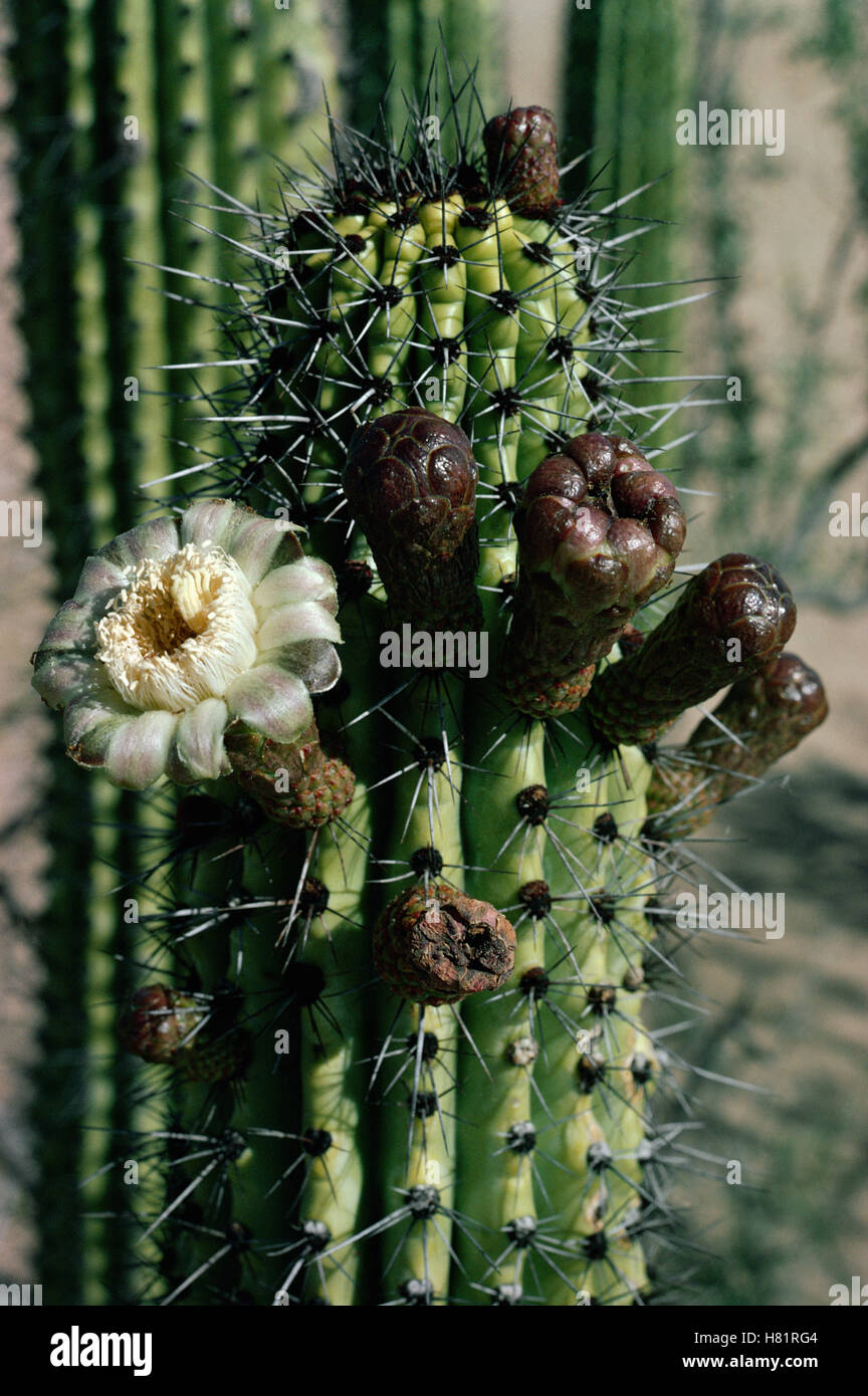 Organ Pipe Cactus (Stenocereus thurberi) flowering in the Sonoran ...