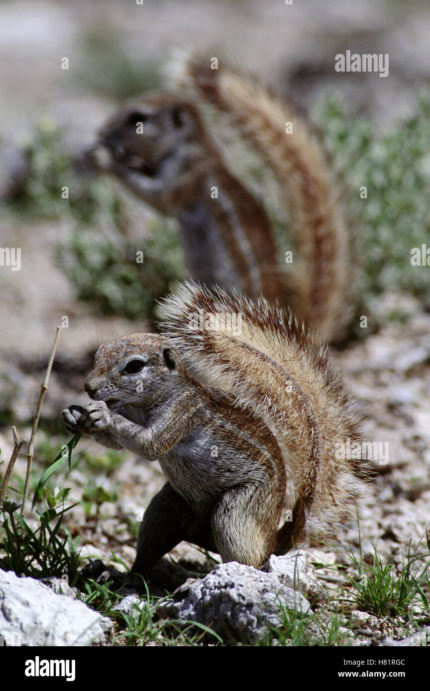 Cape Ground Squirrel (Xerus inauris) pair eating, using tail as a ...