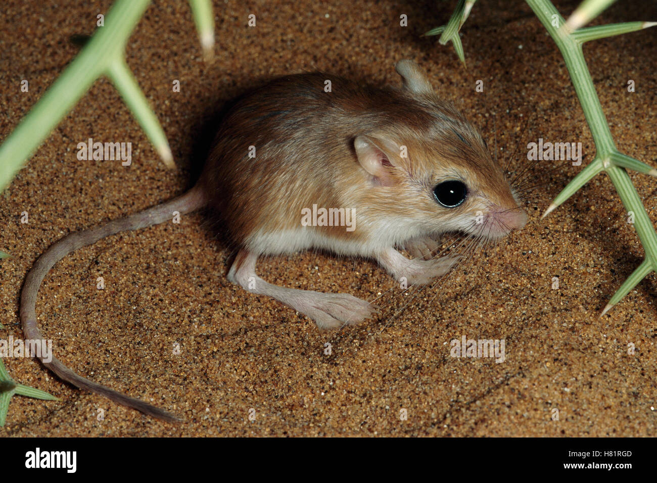 Hair-footed Pygmy Gerbil (Gerbillurus tytonis) in desert under spiny ...