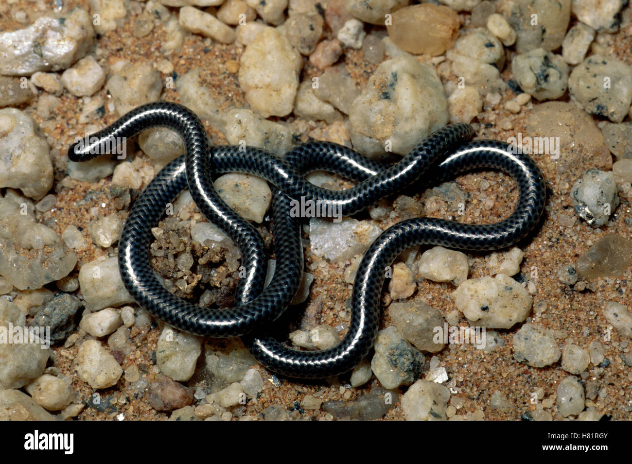 Peter's Thread Snake (Leptotyphlops scutifrons) on savannah, southern ...