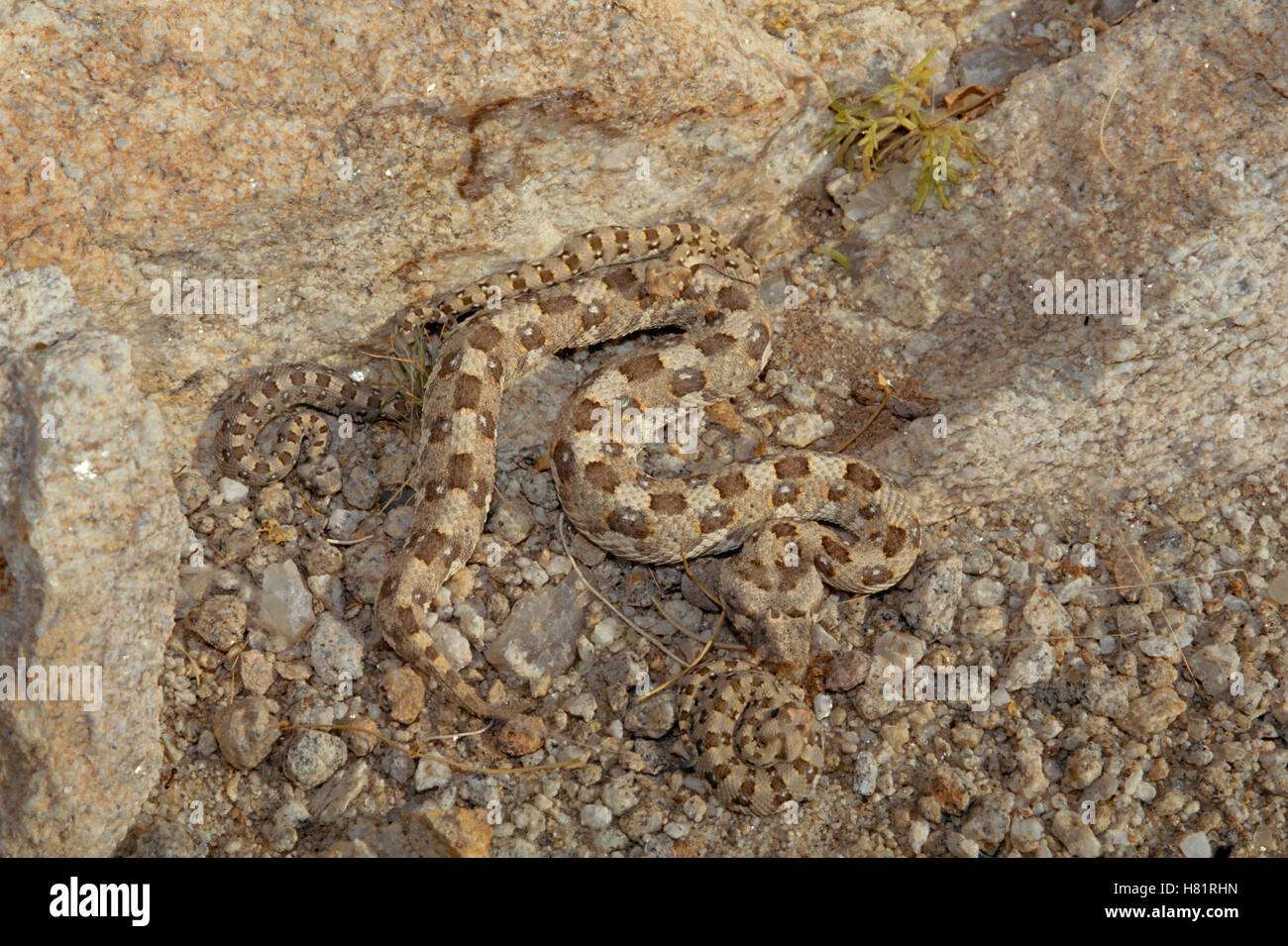 Horned Adder (Bitis caudalis) venomous mother with three babies, on ...