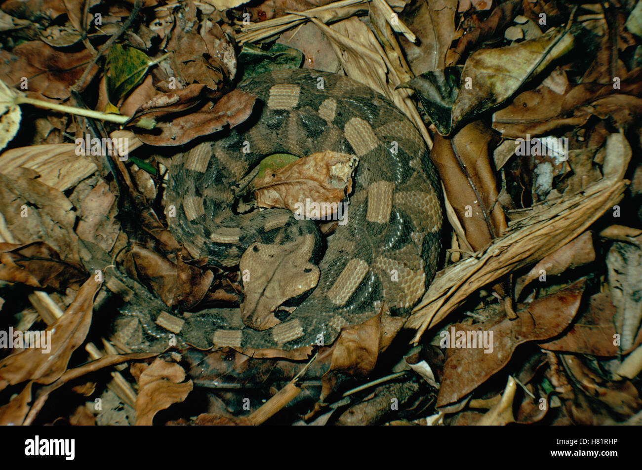 Gaboon Viper (Bitis gabonica) venomous snake camouflaged in leaf litter ...