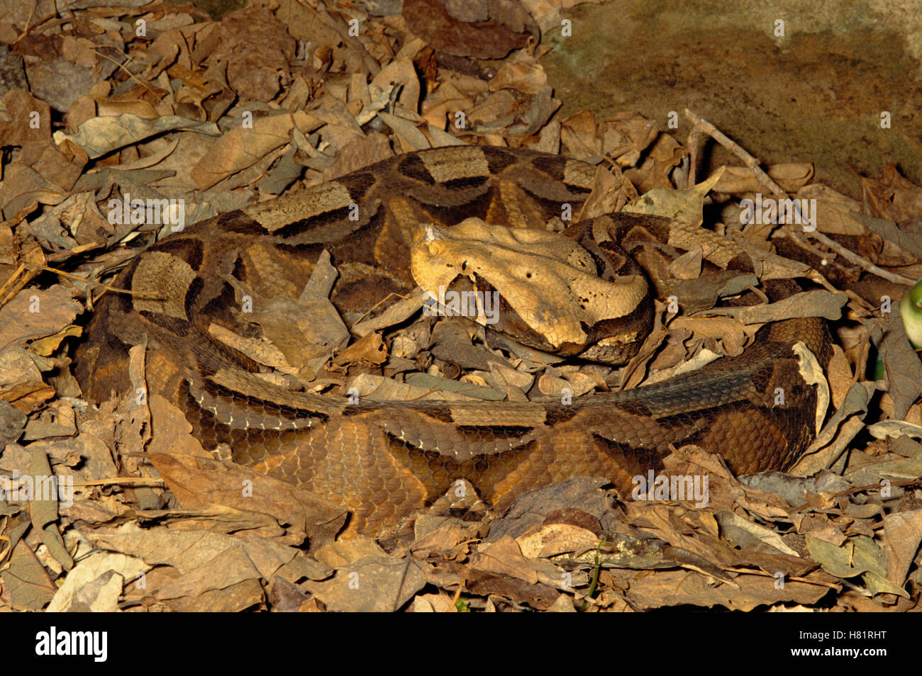 Gaboon Viper (Bitis gabonica) venomous snake camouflaged in leaf litter ...