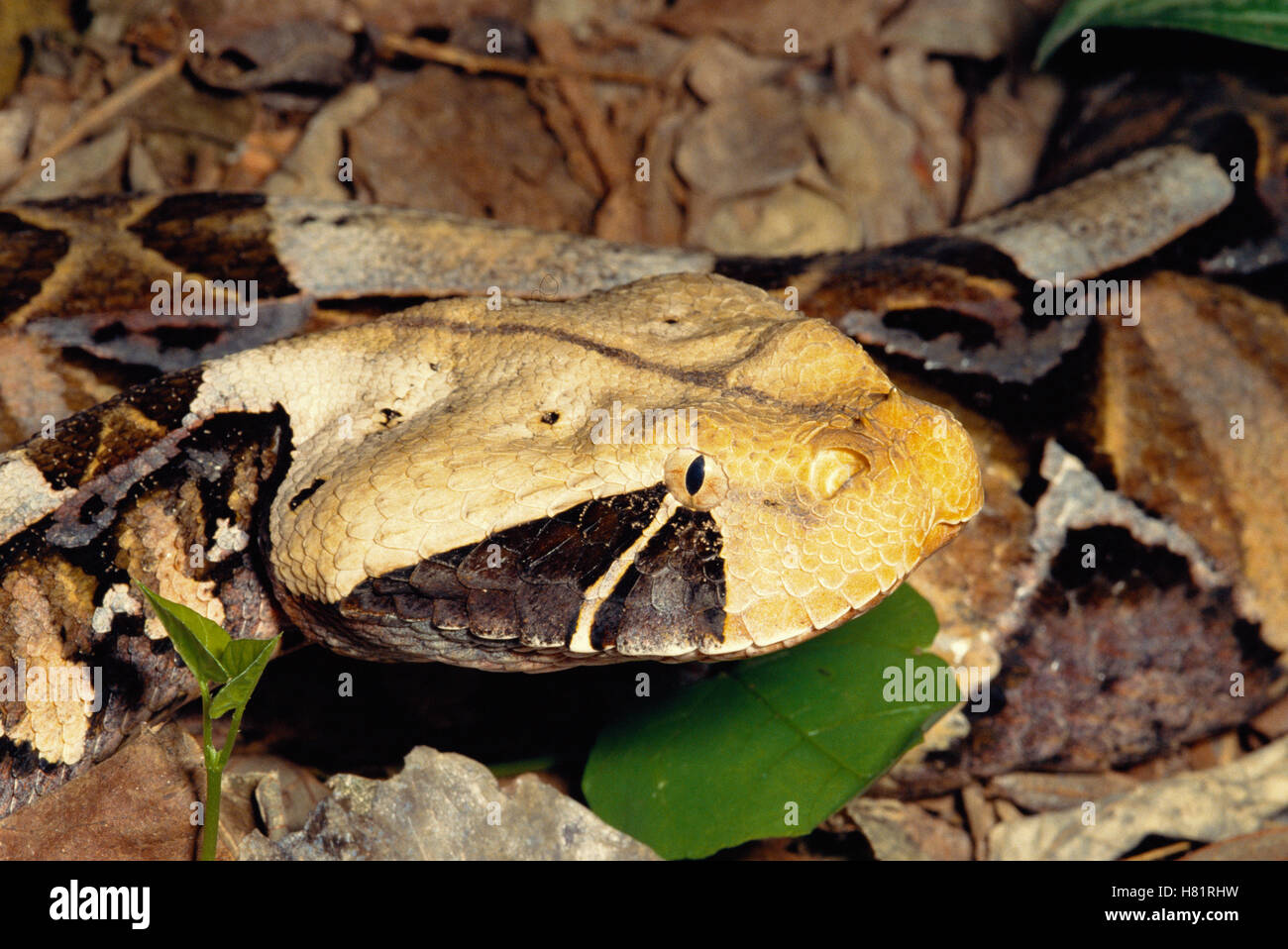 Gaboon Viper (Bitis gabonica) venomous snake camouflaged in leaf litter ...