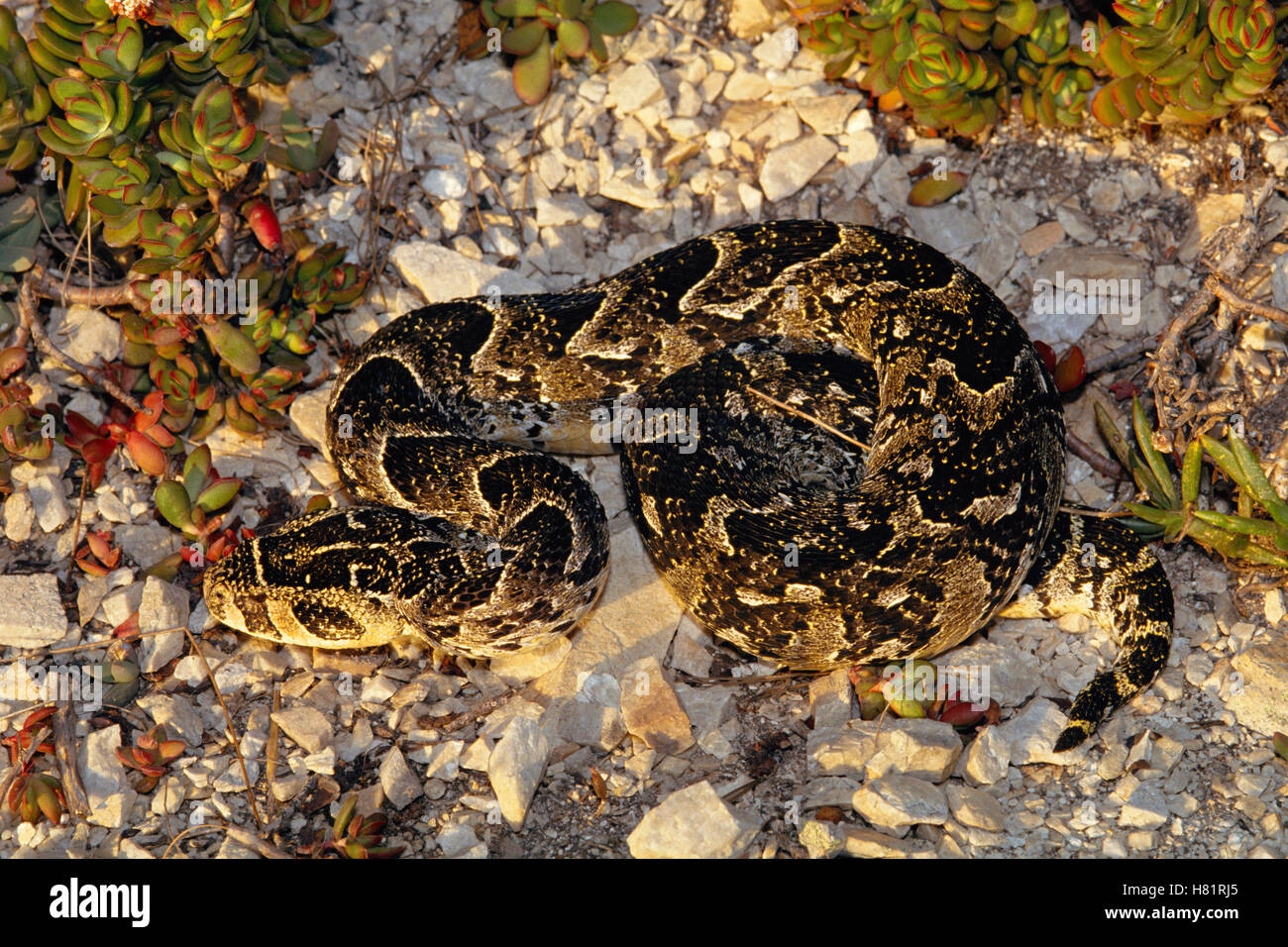 Puff Adder (Bitis arietans) venomous snake on the savannah, Africa ...