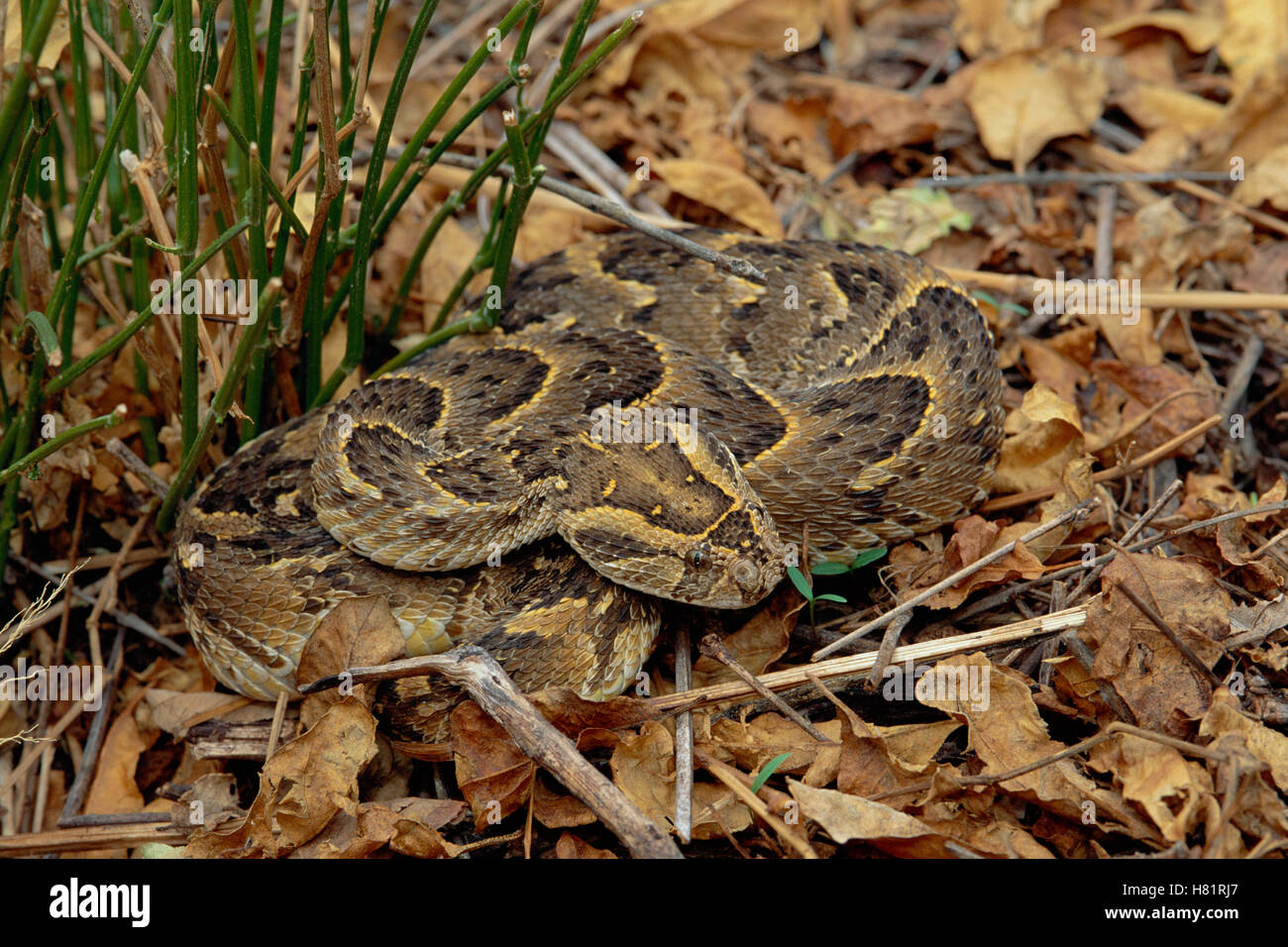Puff Adder (Bitis arietans) venomous snake camouflaged against ground ...