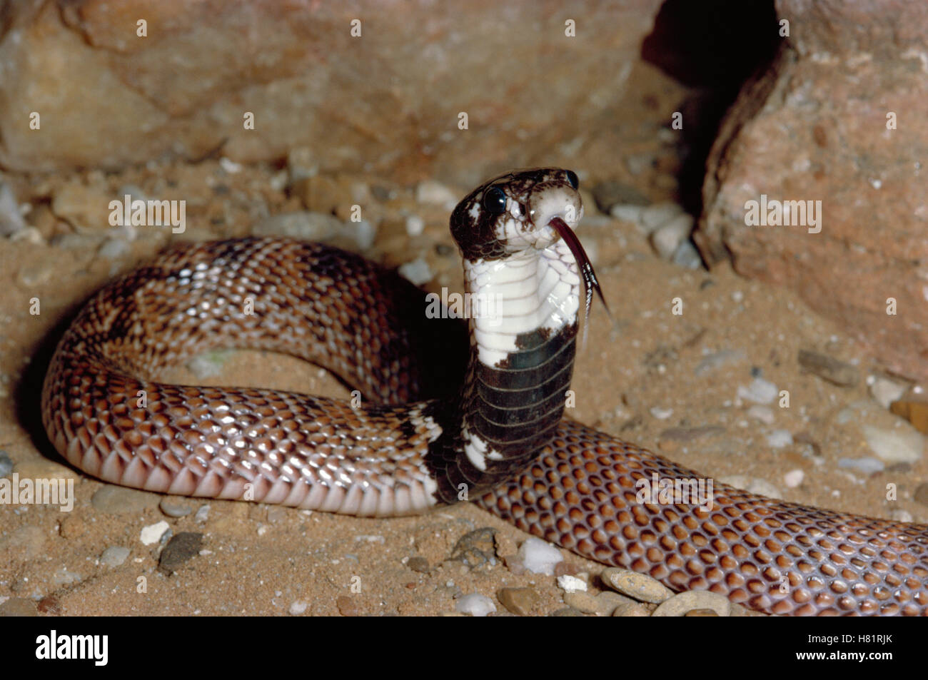Eastern Shield-nose Snake (Aspidelaps scutatus) venomous snake in ...