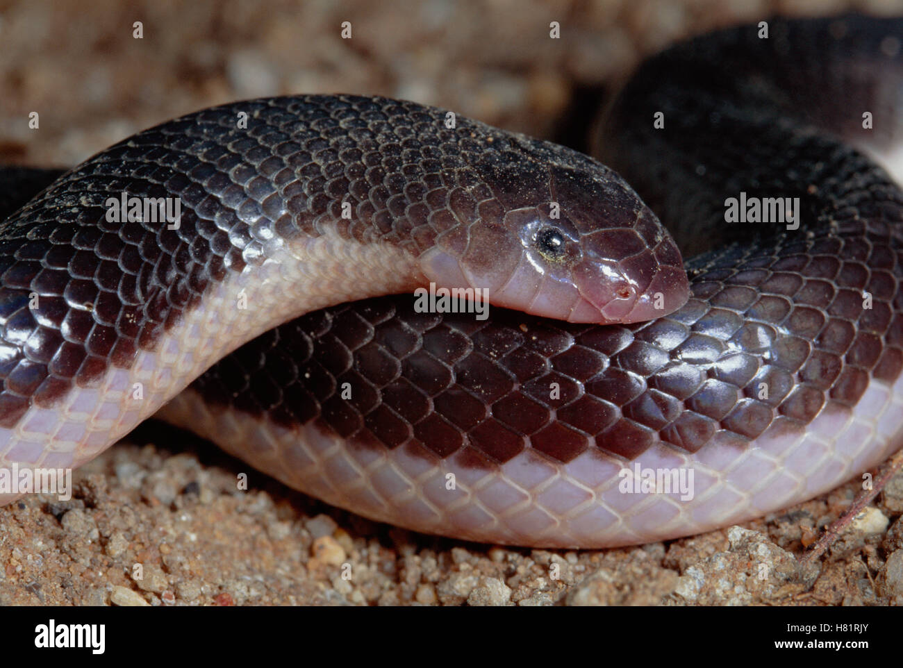 Duerden's Stiletto Snake (Atractaspis duerdeni) portrait, southern ...