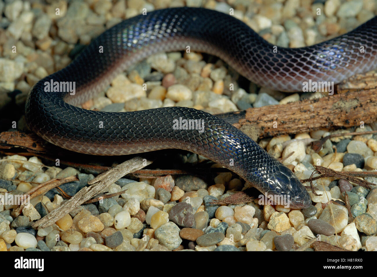 Bibron's Stilleto Snake (Atractaspis bibronii) portrait, southern ...