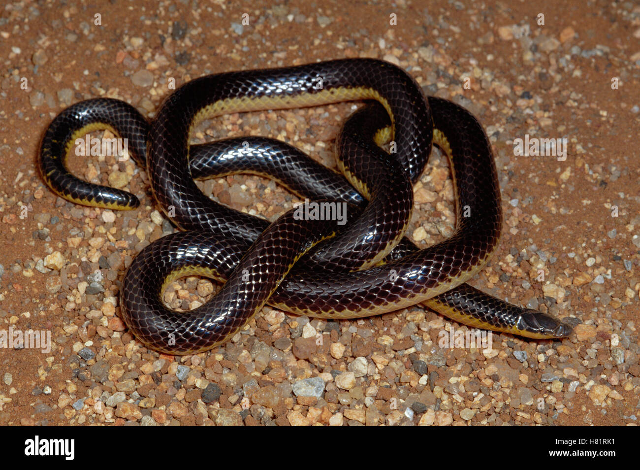 Bicolored Quill-nosed Snake (Xenocalamus bicolor) coiled, southern ...