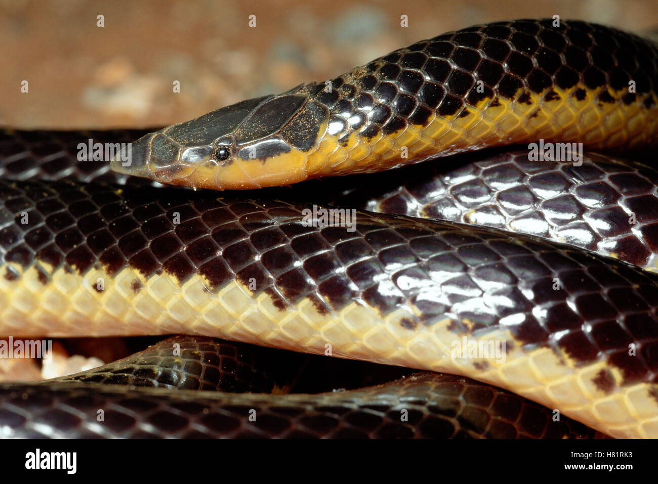 Bicolored Quill-nosed Snake (Xenocalamus bicolor) portrait, close up ...