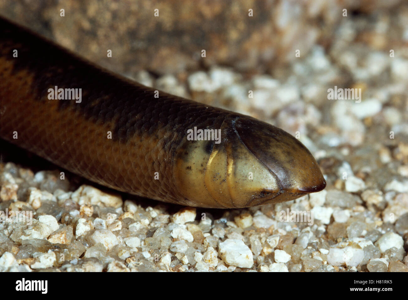 Giant Blind Snake (Typhlops schlegelii) portrait, Kruger National Park ...