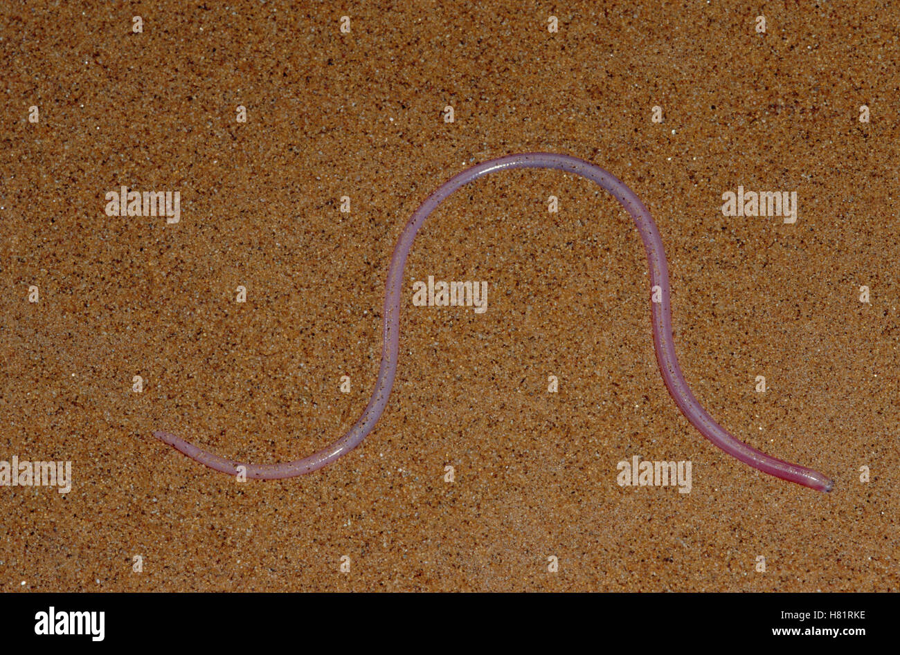 Namib Legless Lizard (Typhlosaurus braini) on sand dunes in Namib ...