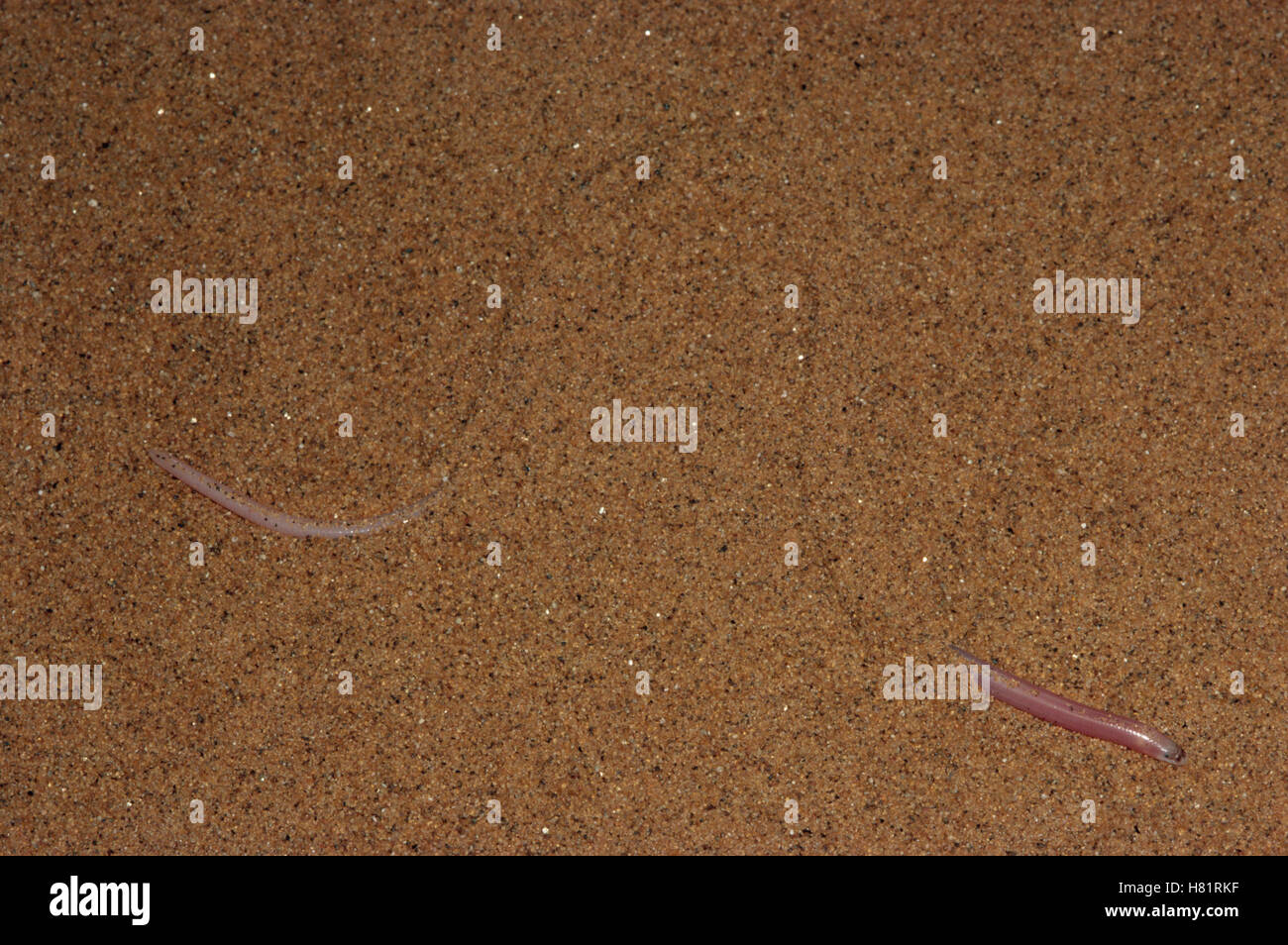 Namib Legless Lizard (Typhlosaurus braini) on sand dunes in Namib ...