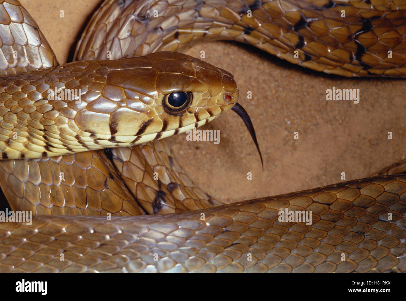 Oriental Rat Snake (Ptyas mucosus) portrait, sensing with tongue, India ...