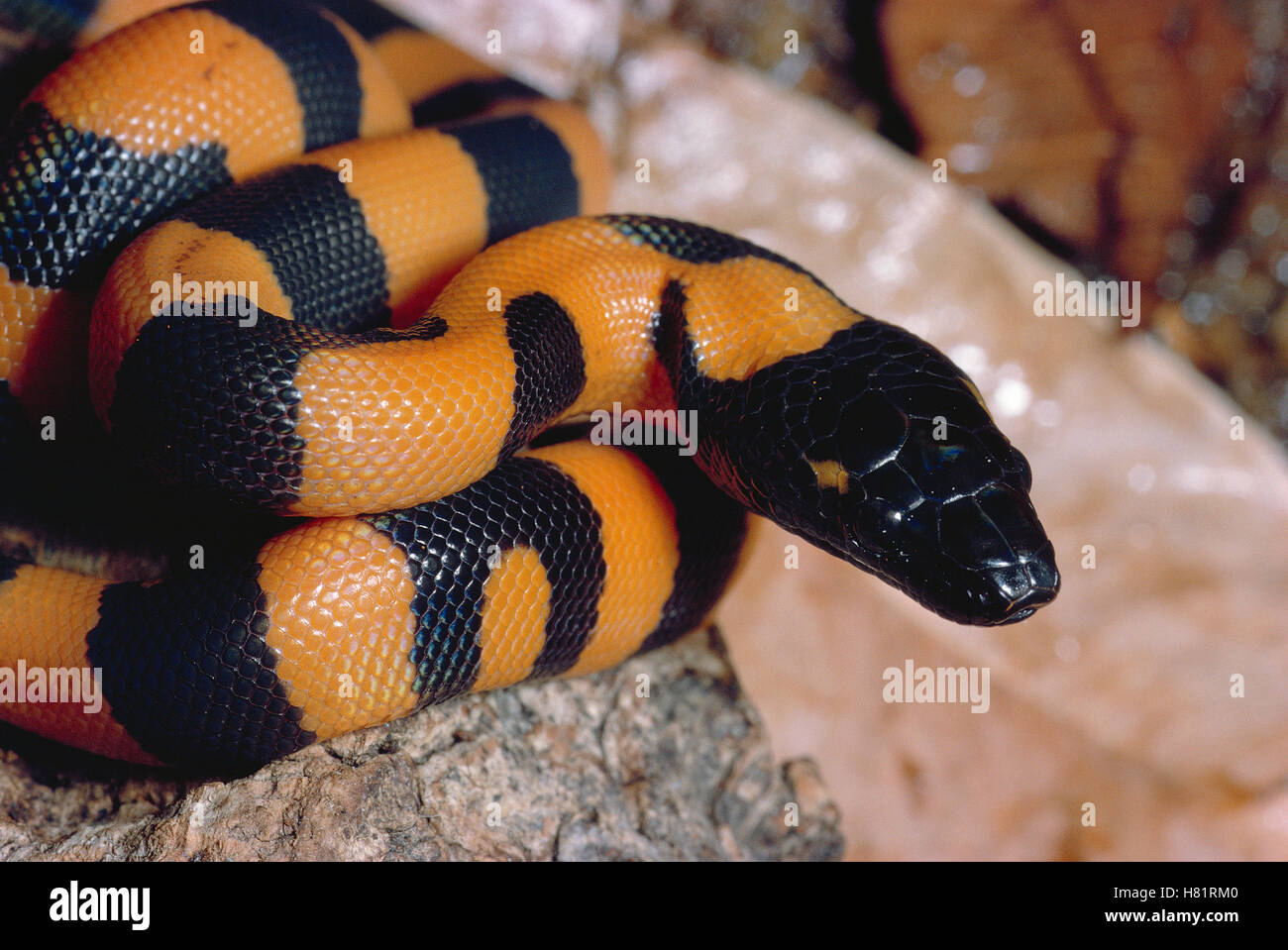 Bismarck Ringed Python (Liasis boa) captive juvenile, Bismarck ...