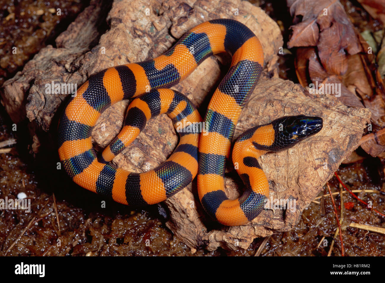 Bismarck Ringed Python (Liasis boa) captive juvenile, Bismarck ...